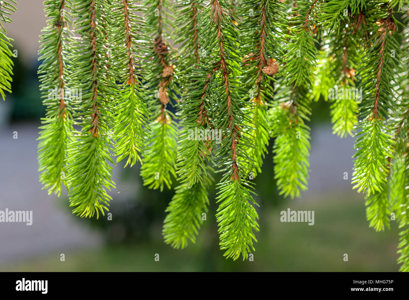 Norway Spruce, Gran (Picea abies Stock Photo - Alamy