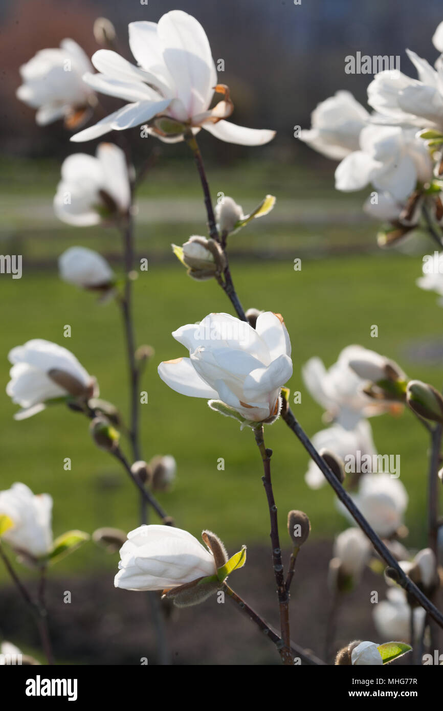 'Merrill' Hybrid magnolia, Hybridmagnolia (Magnolia x loebneri Stock ...