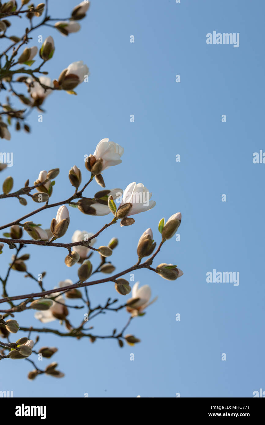 'Merrill' Hybrid magnolia, Hybridmagnolia (Magnolia x loebneri Stock ...