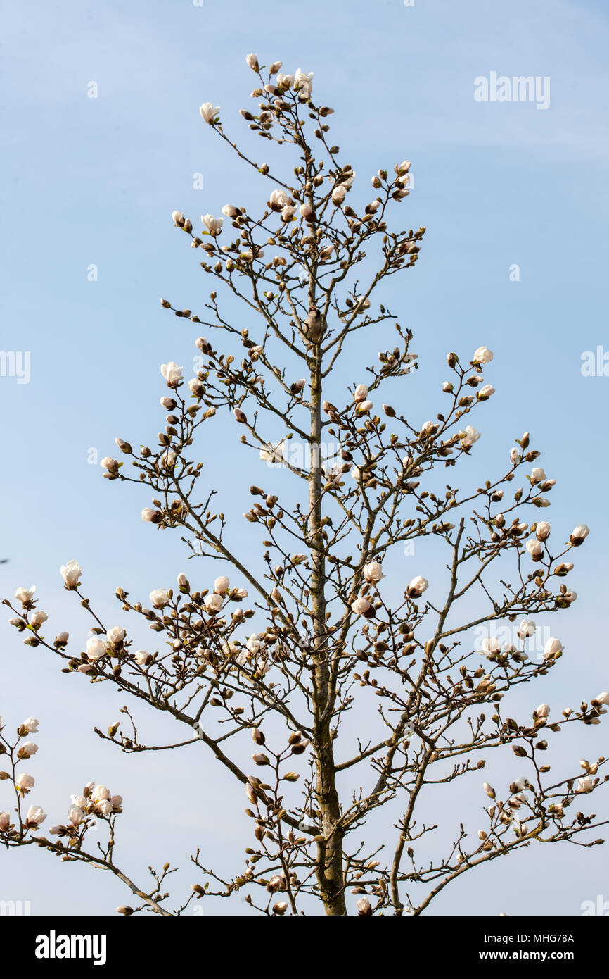 'Merrill' Hybrid magnolia, Hybridmagnolia (Magnolia x loebneri Stock ...