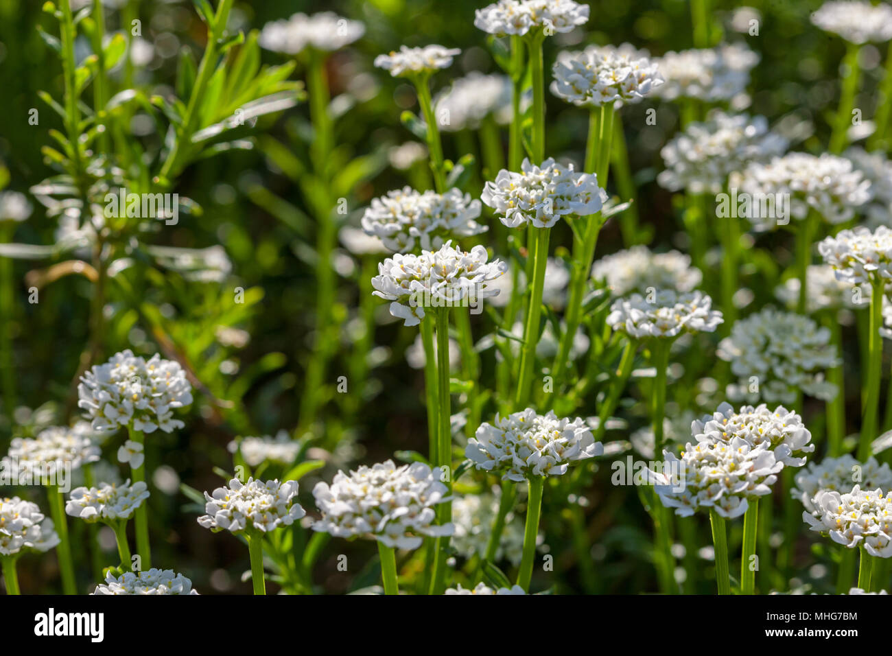 Hardy candytuft hi-res stock photography and images - Alamy