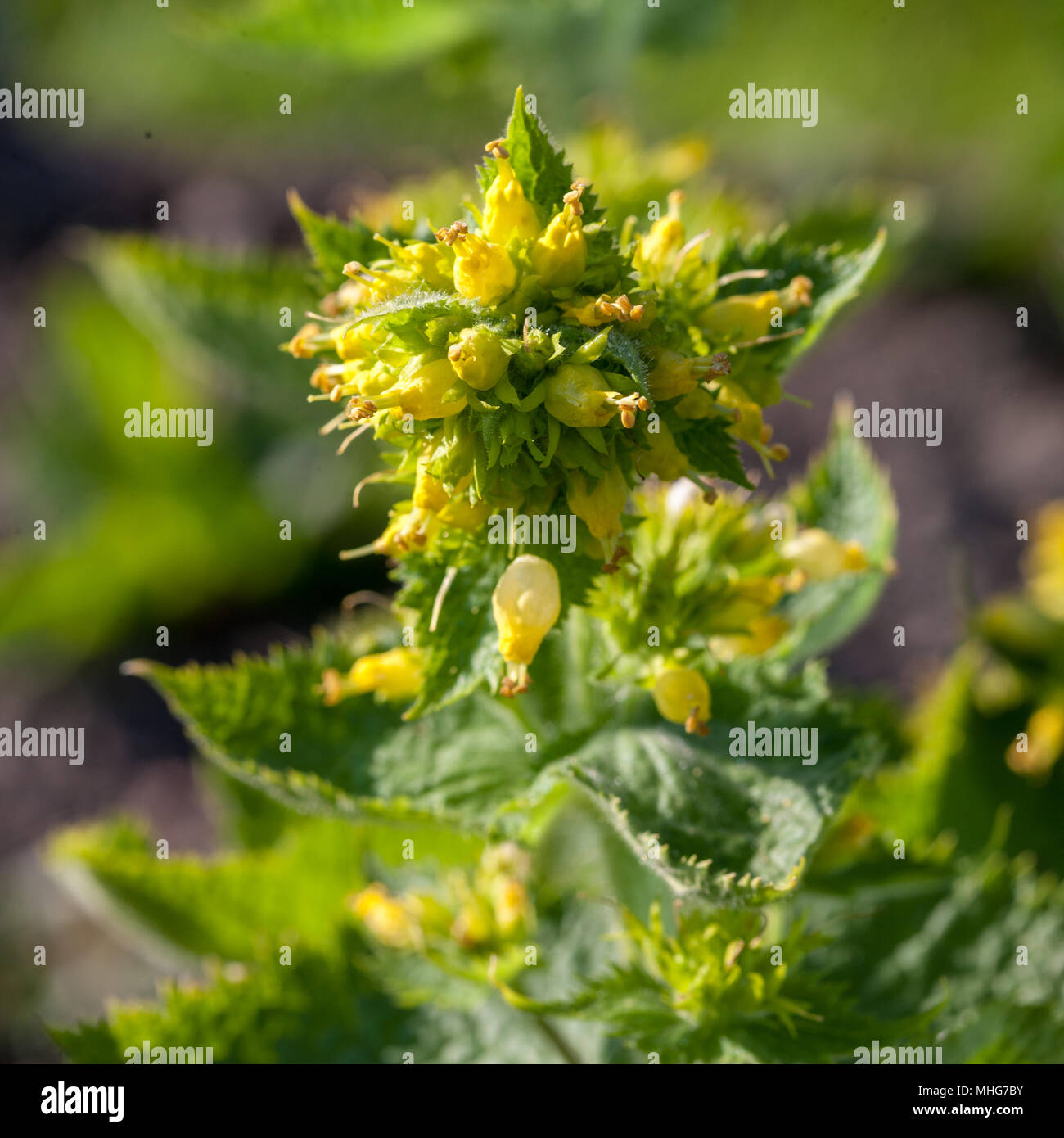 Figwort family hi-res stock photography and images - Alamy