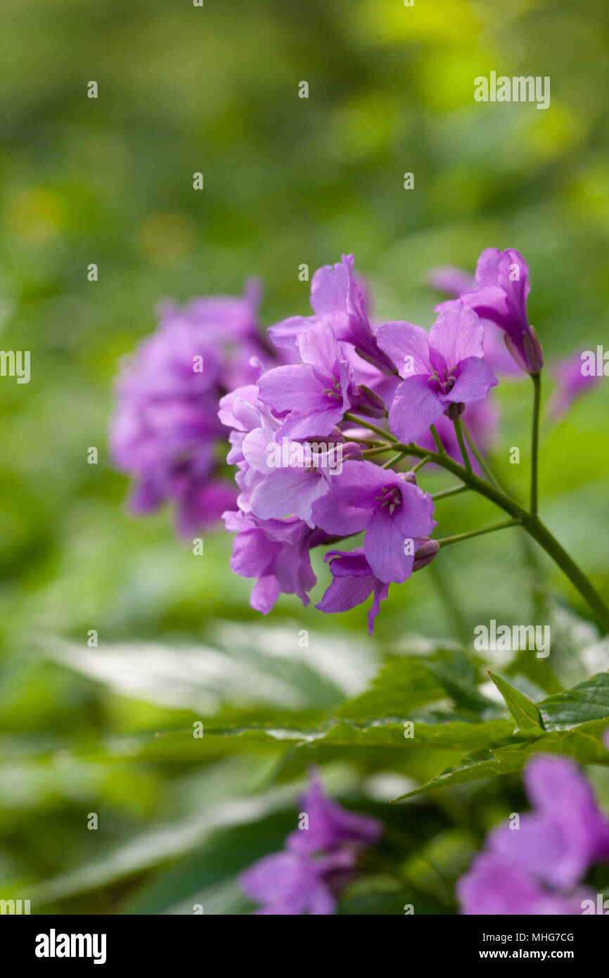 Cardamine pentaphyllos hi-res stock photography and images - Alamy