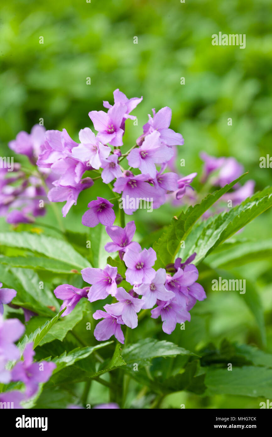 Showy Toothwort, Fingertandrot (Cardamine pentaphyllos Stock Photo - Alamy