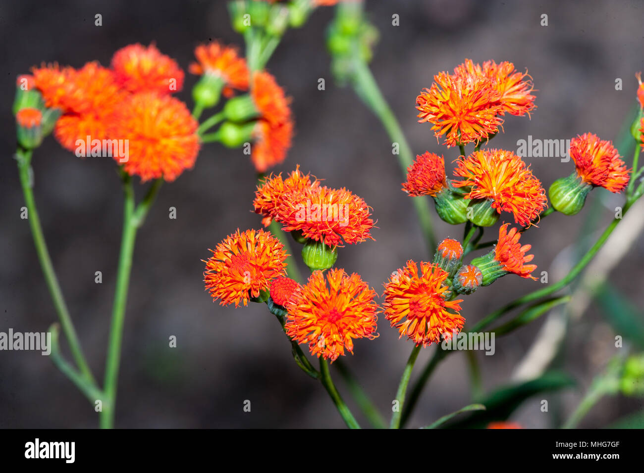 Tassel flower, Tofsblomster (Emilia coccinea Stock Photo - Alamy