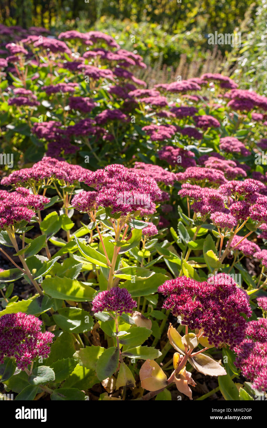Live forever plant hi-res stock photography and images - Alamy