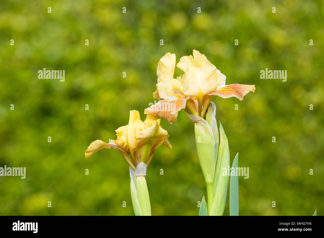 Iris 'Rabbits Foot' Stock Photo - Alamy