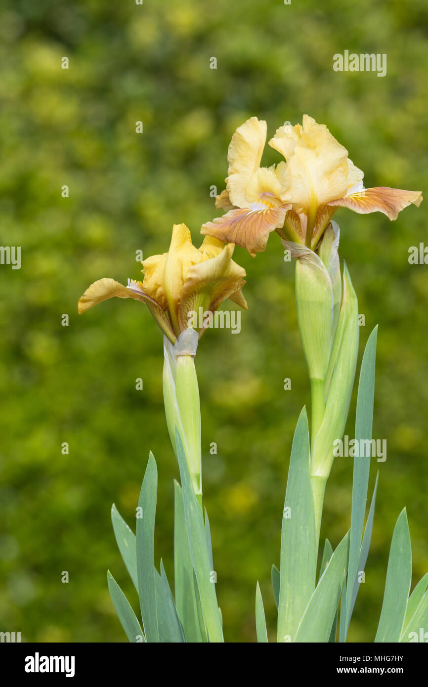 Iris 'Rabbits Foot' Stock Photo - Alamy