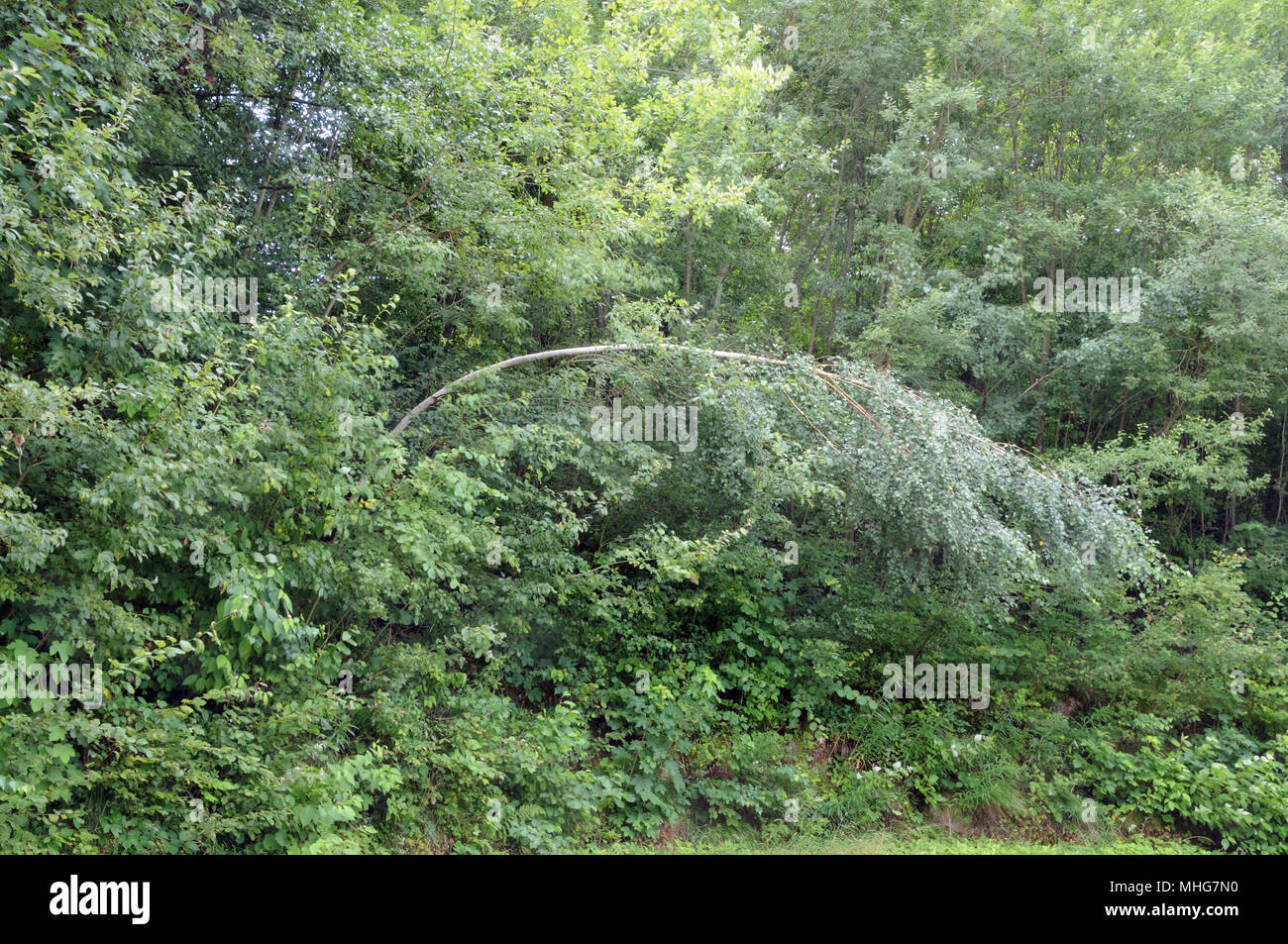 Bowed trees hi-res stock photography and images - Alamy