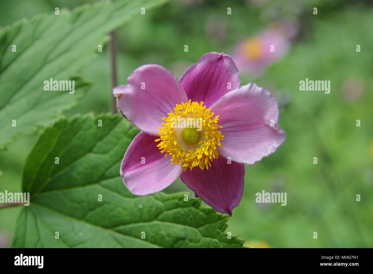 pink flower of a chinese anemone Stock Photo - Alamy