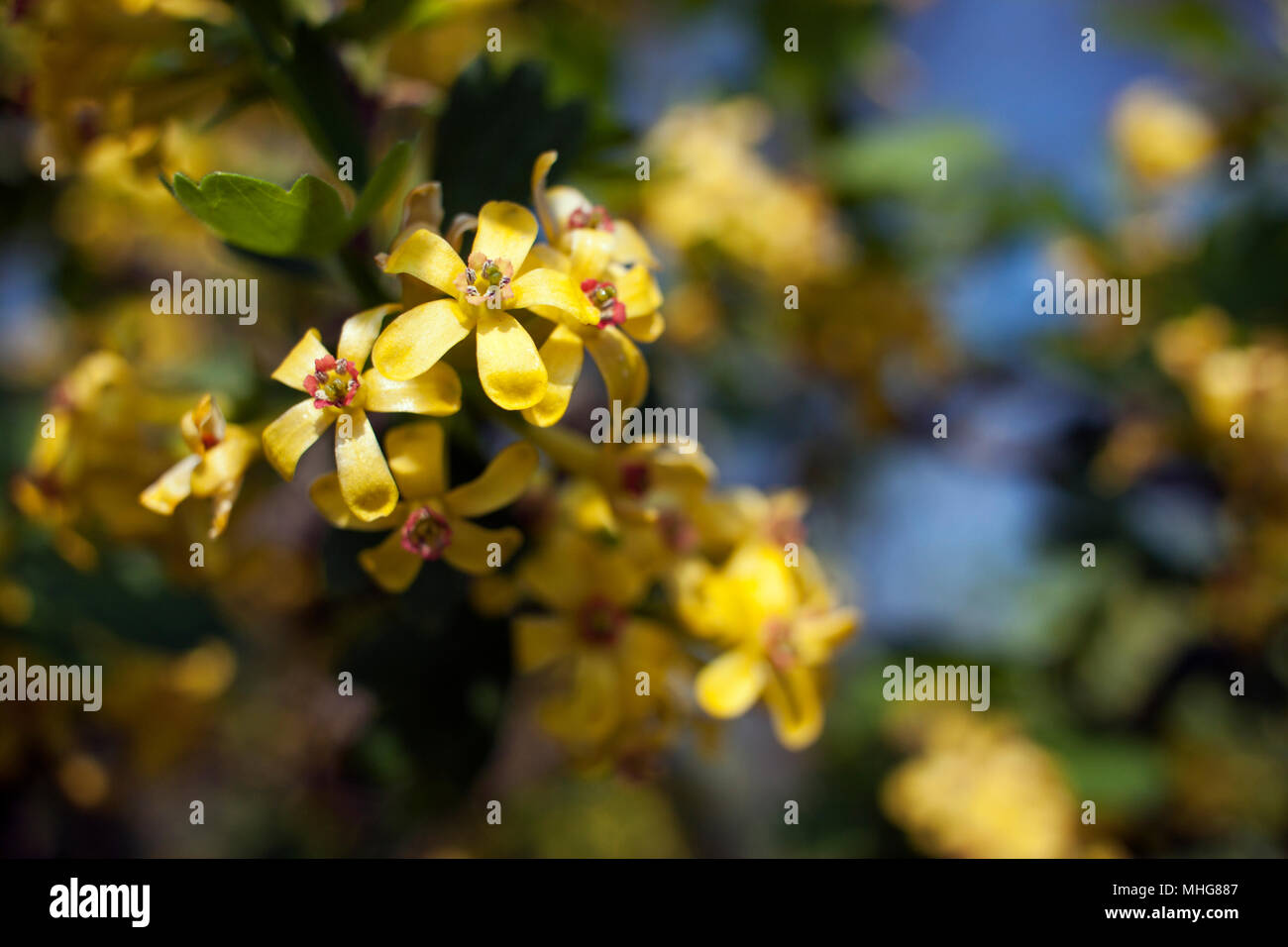 Yellow flowers of golden currant Ribes aureum Stock Photo - Alamy