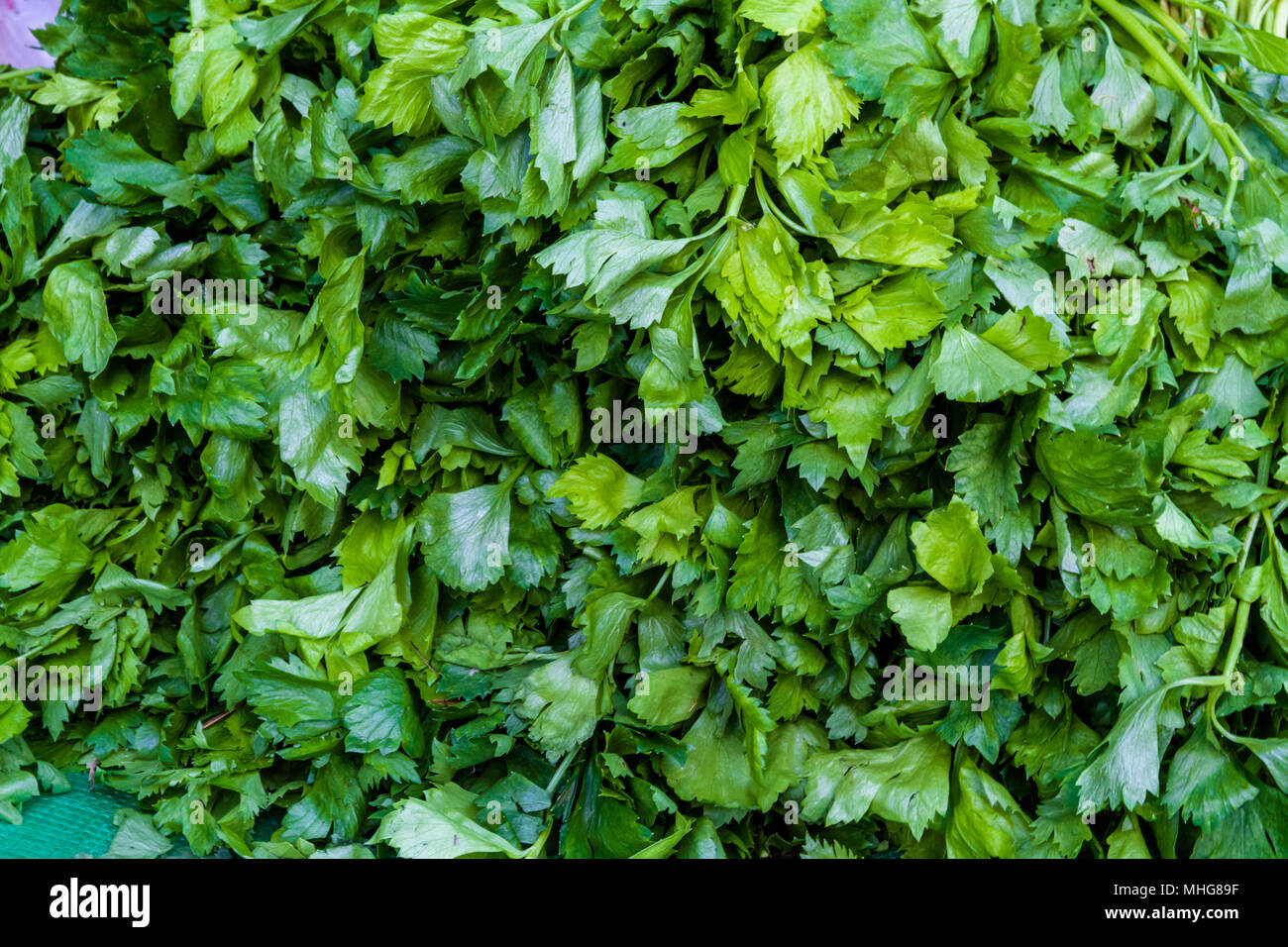 Background of fresh coriander or cilantro or Chinese parsley ...