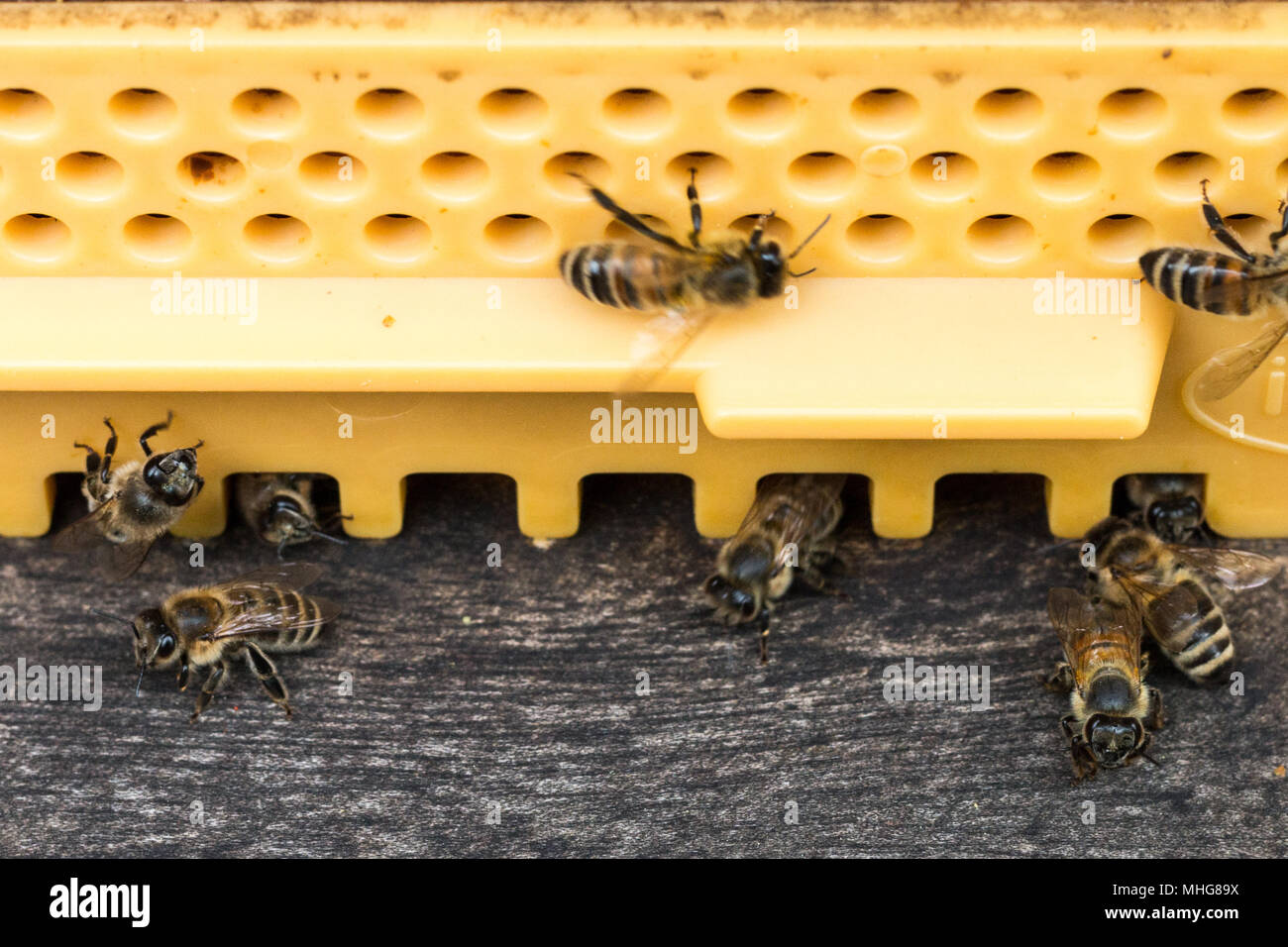 Breeding of queen bees hi-res stock photography and images - Alamy