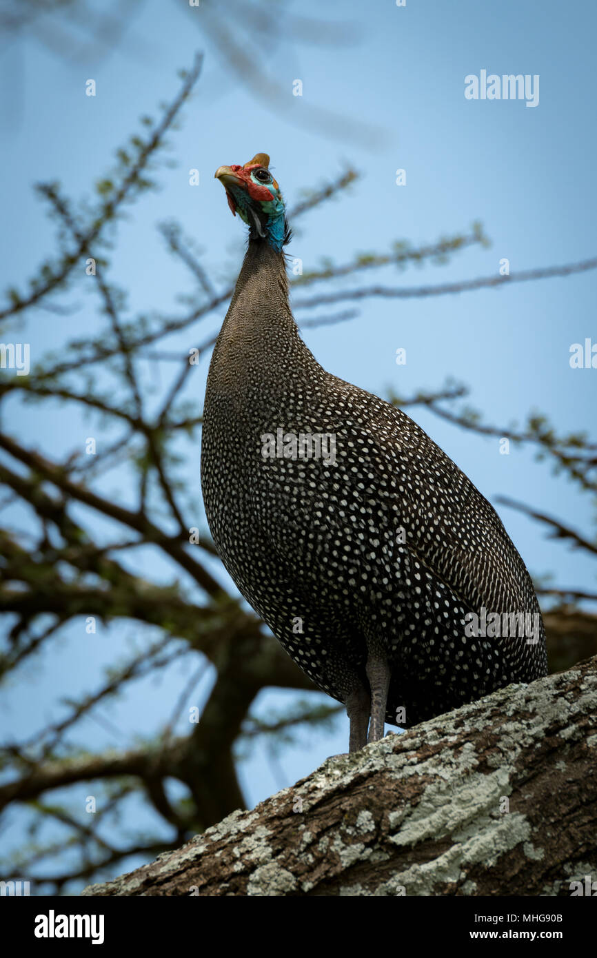 Tanzania guineafowl bird african hi-res stock photography and images ...