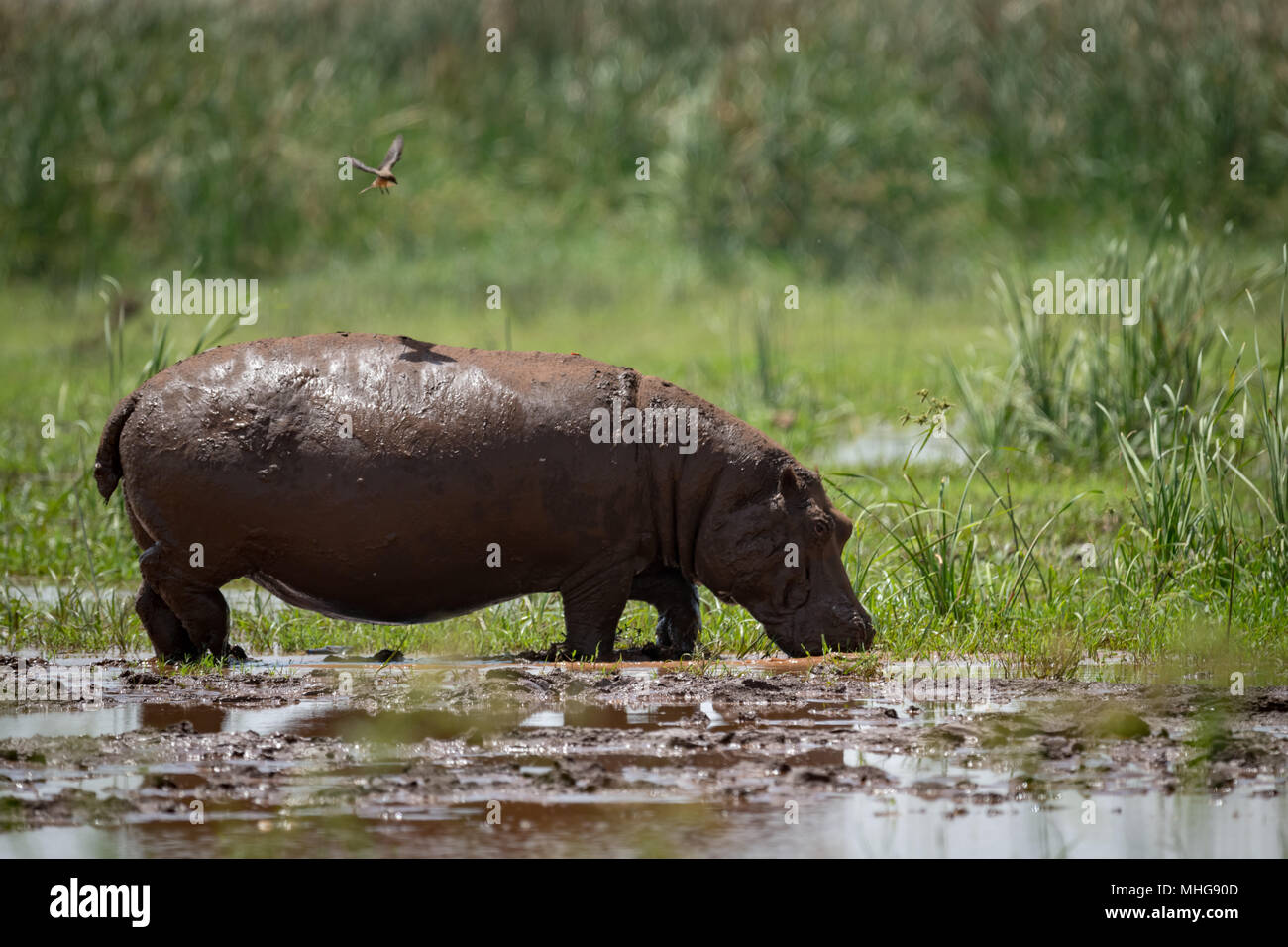 Muddy grass above hi-res stock photography and images - Alamy