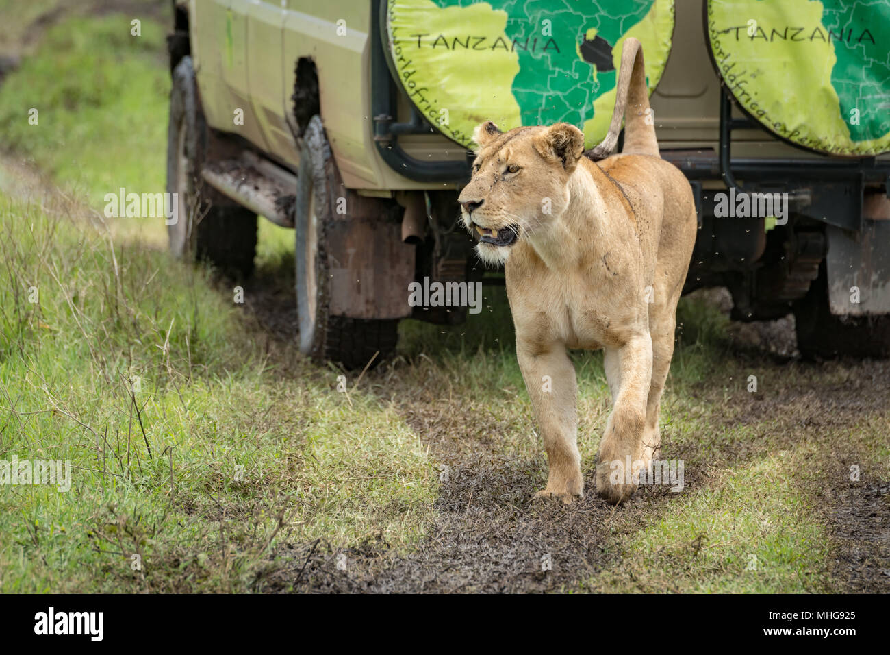 Tanzania lion and jeep hi-res stock photography and images - Alamy
