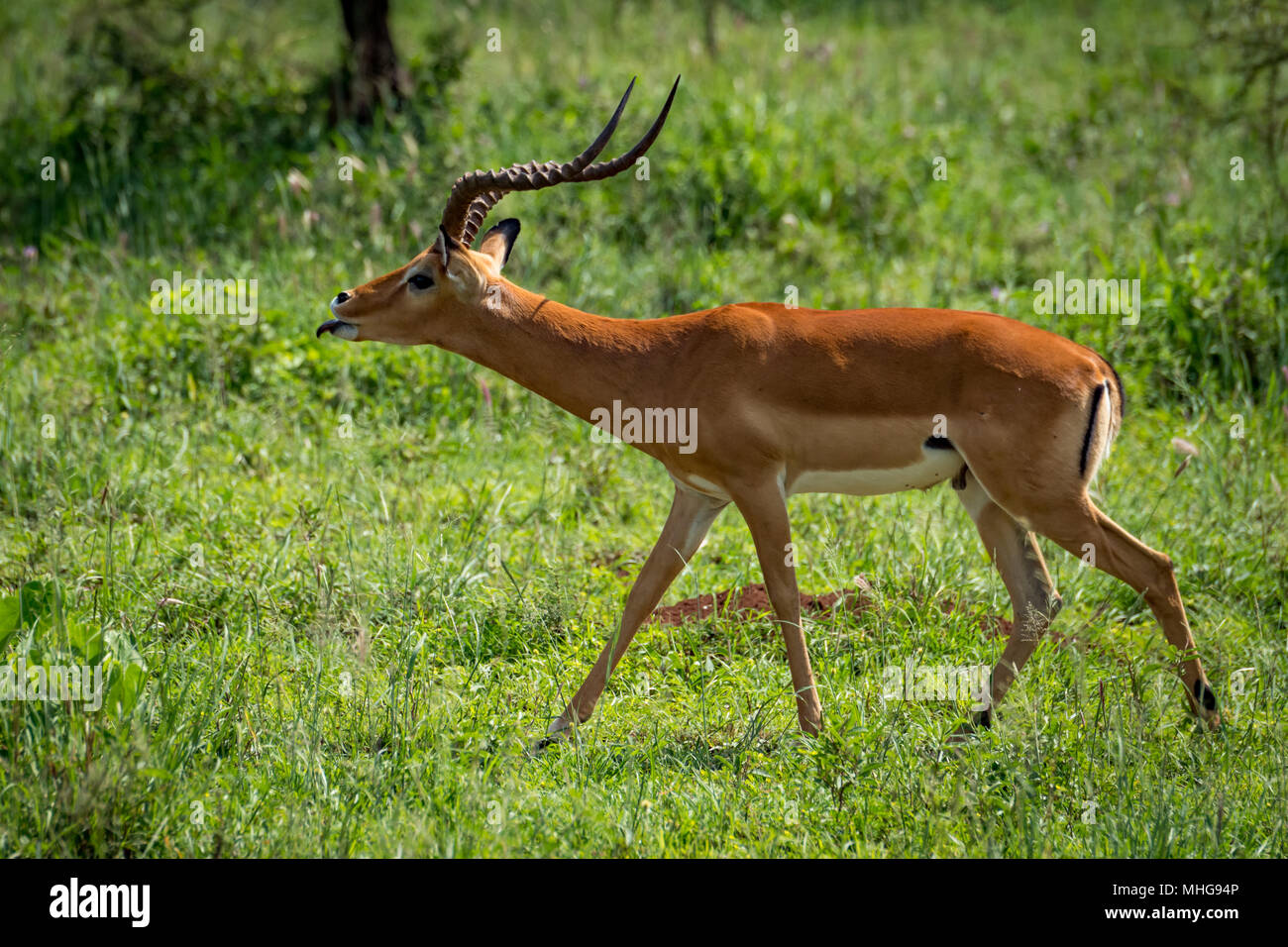 Male impala extends tongue to court female Stock Photo - Alamy
