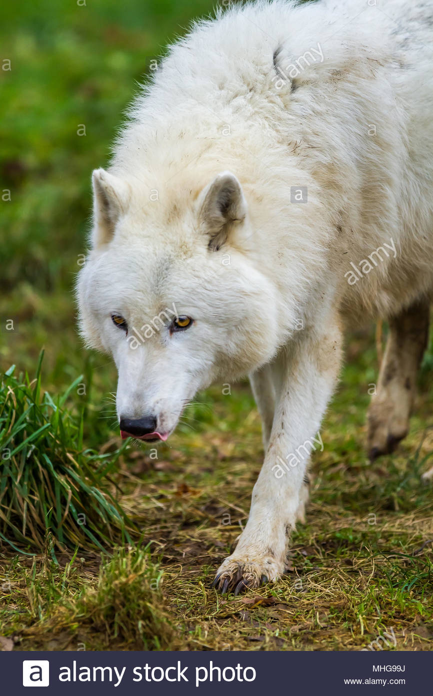 Alpha Male Wolf In Pack High Resolution Stock Photography and Images ...
