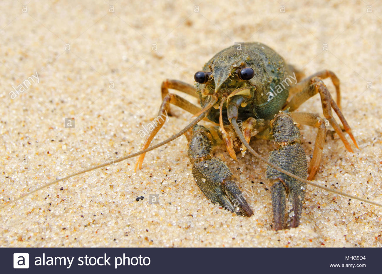 Decapod Freshwater Crayfish Stock Photos & Decapod Freshwater Crayfish ...