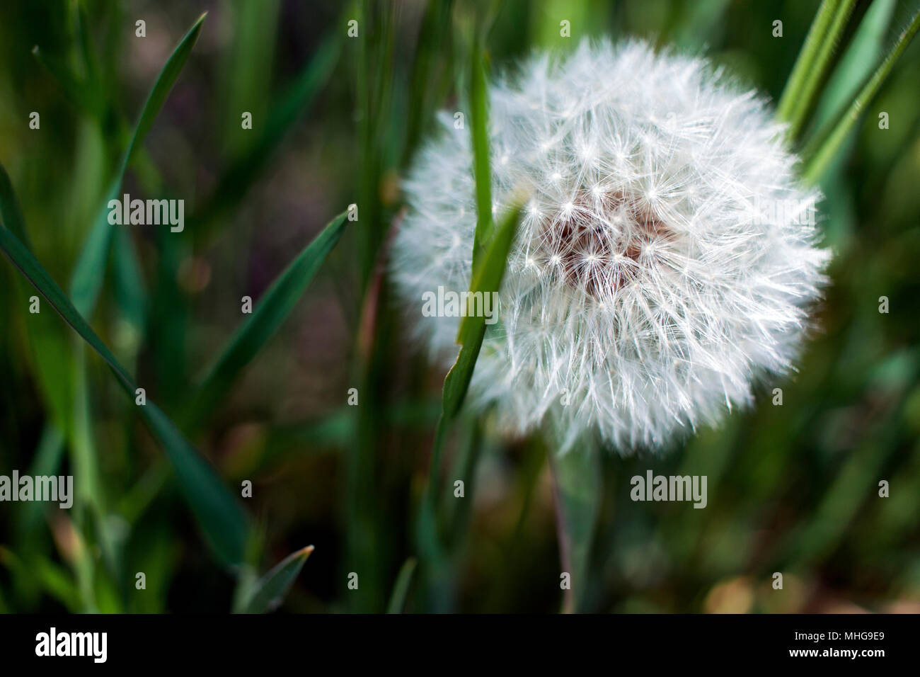 White fluffy dandelion, dandelion seeds Stock Photo - Alamy