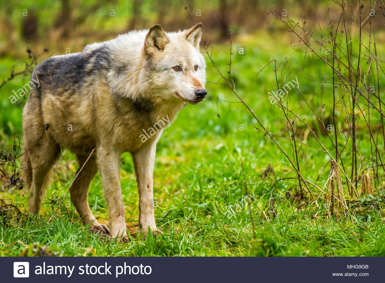 Wolf Pack With Alpha Male High Resolution Stock Photography and Images ...