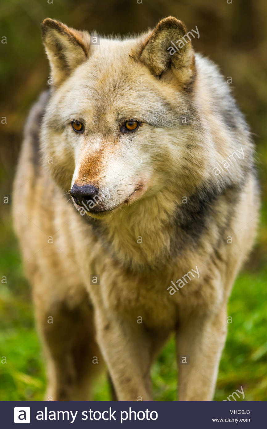 Arctic Wolves Stock Photos & Arctic Wolves Stock Images - Alamy