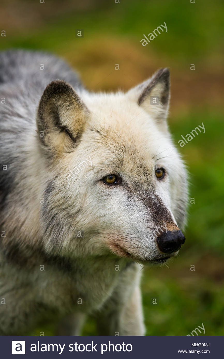 Wolf Pack With Alpha Male High Resolution Stock Photography and Images ...