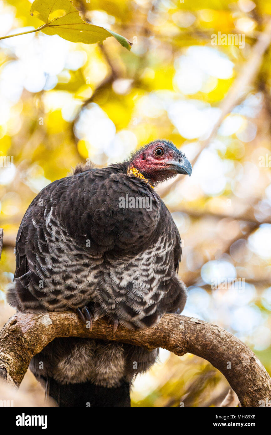 Brushturkey on a tree branch in Byron Bay, New South Wales, Australia ...