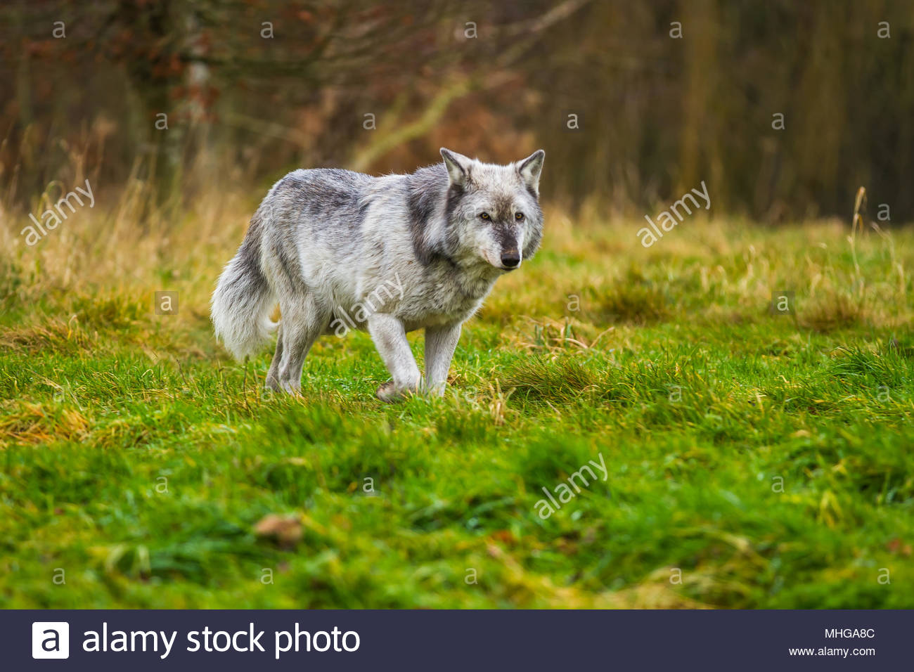 Wolf Pack With Alpha Male High Resolution Stock Photography and Images ...