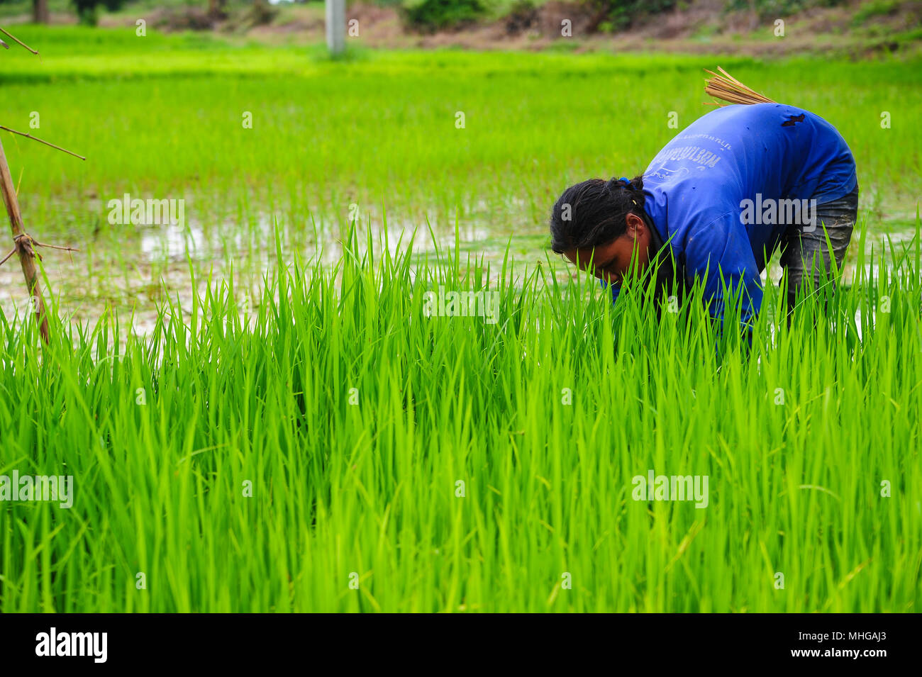 Rice farmer harvest cultivation tradition rural hi-res stock ...