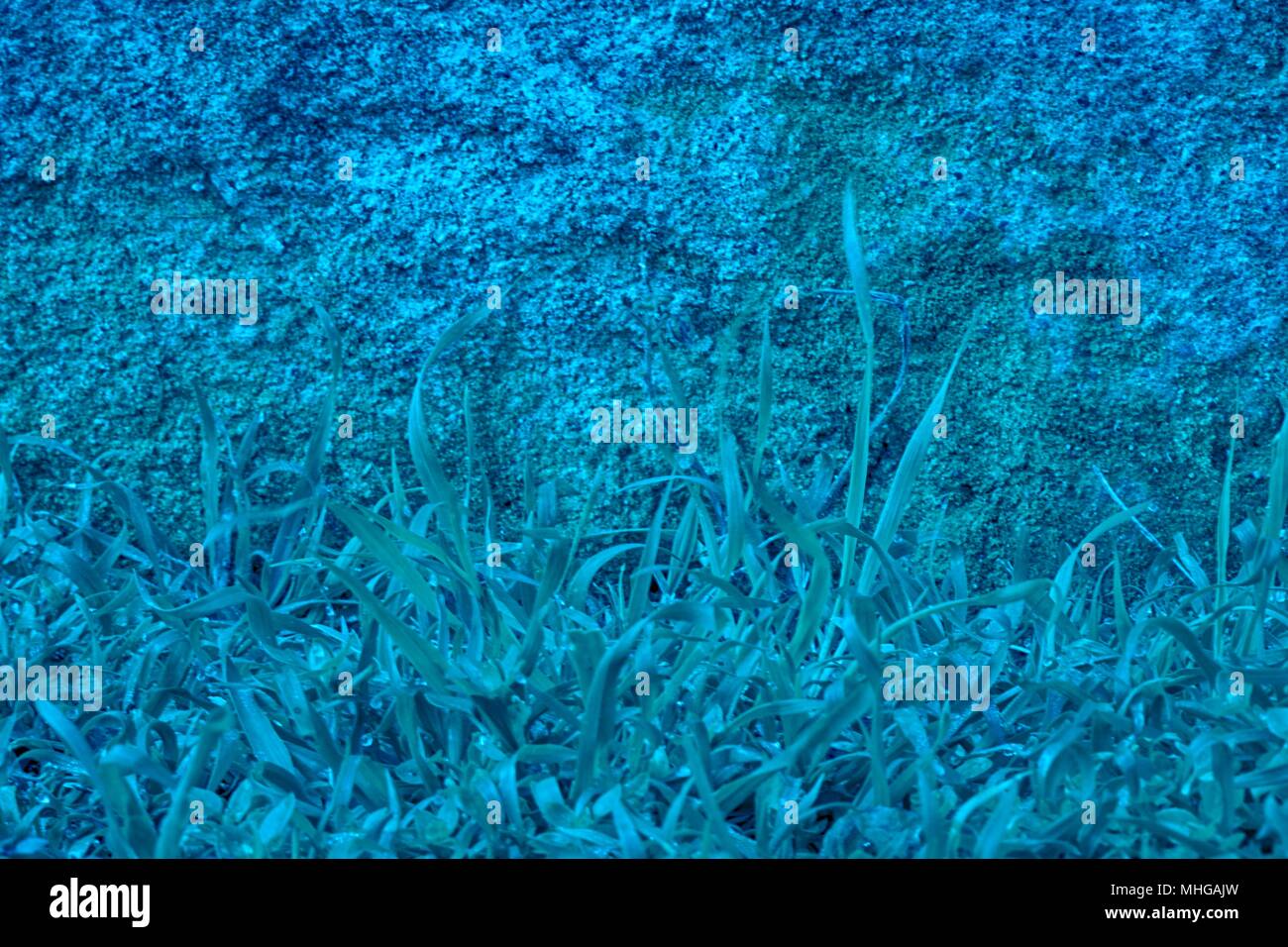 Ultra blue Concrete cement wall with moss, stone texture, rock surface ...