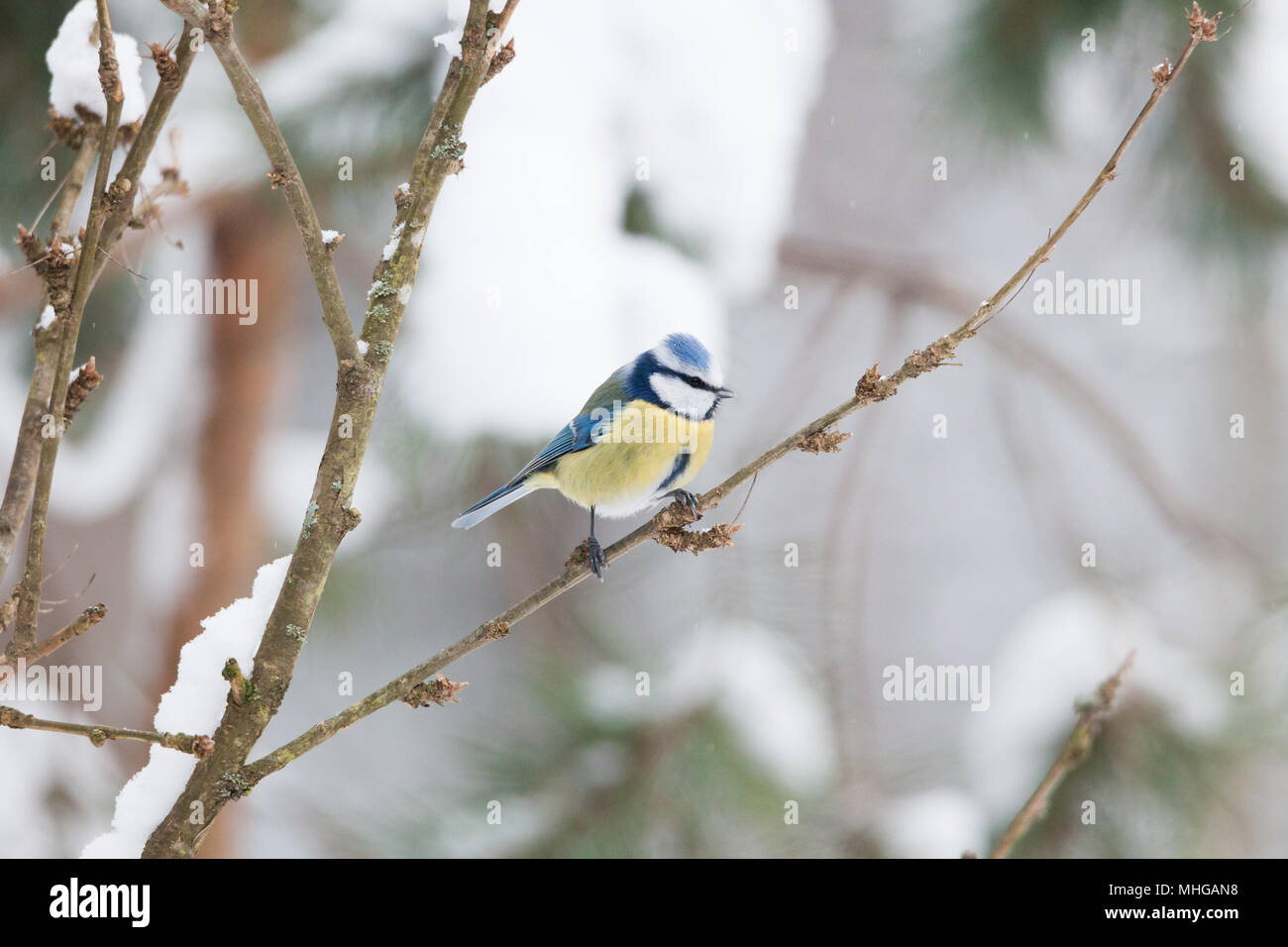 Blue tit sitting on small branch Stock Photo - Alamy