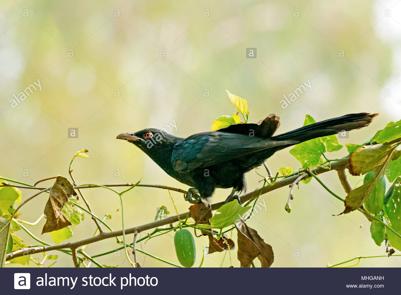 Koel Bird Stock Photos & Koel Bird Stock Images - Alamy
