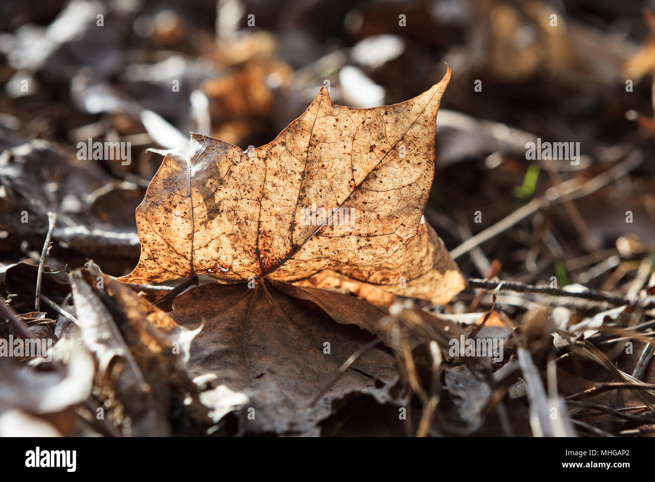 Dry fallen leaf on ground Stock Photo - Alamy
