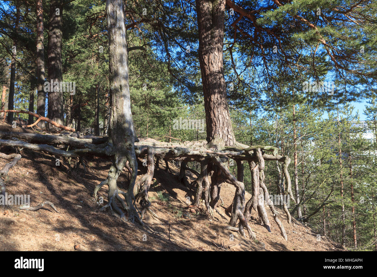 Ground pine hi-res stock photography and images - Alamy