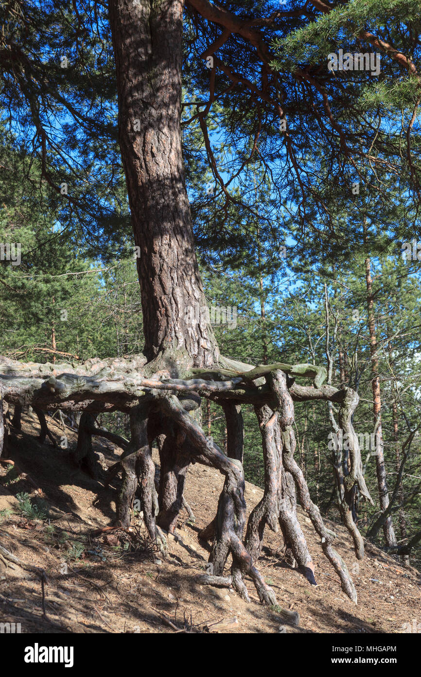 Unusual tree roots hi-res stock photography and images - Alamy
