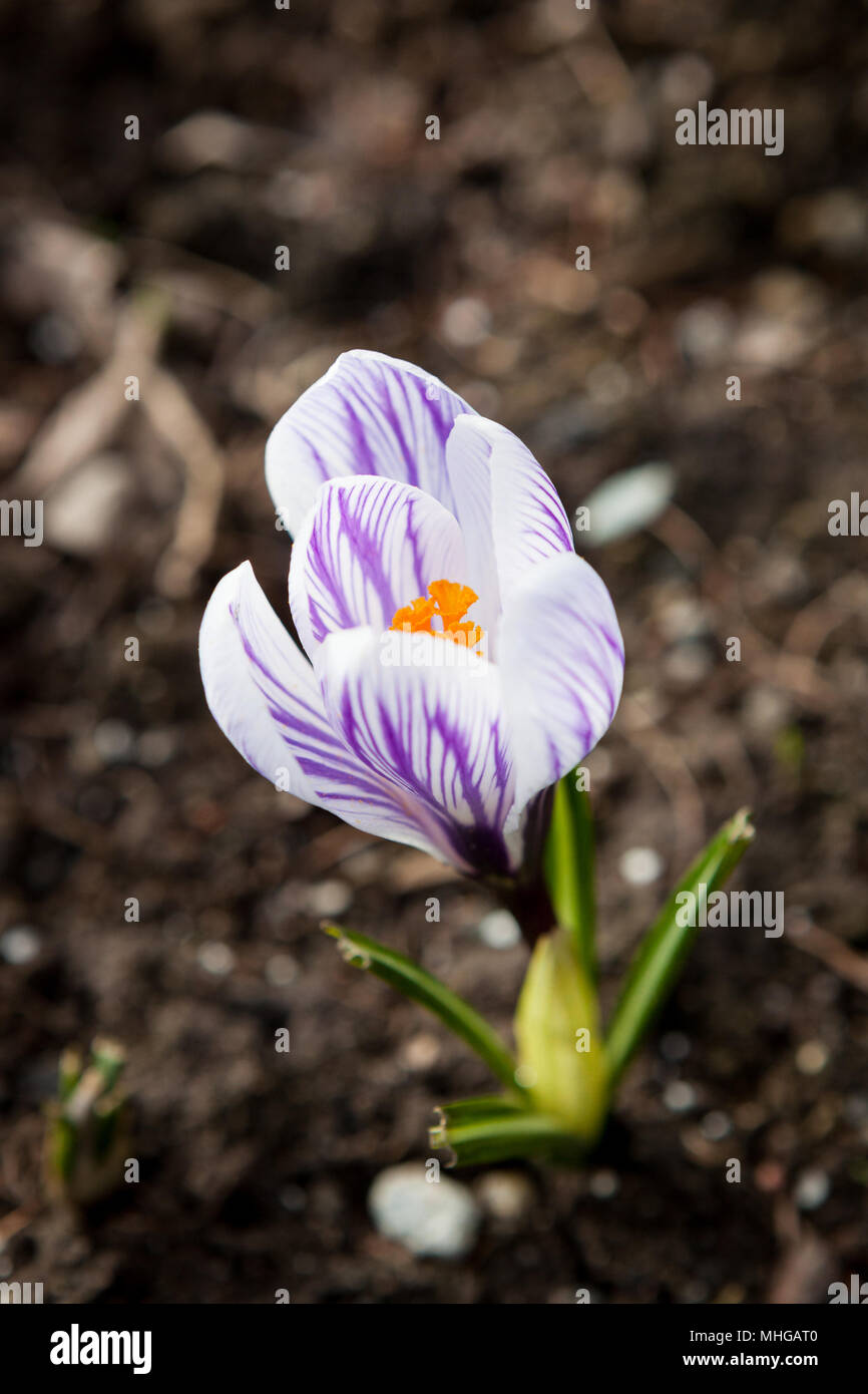Beautiful blooming spring flowers hi-res stock photography and images ...