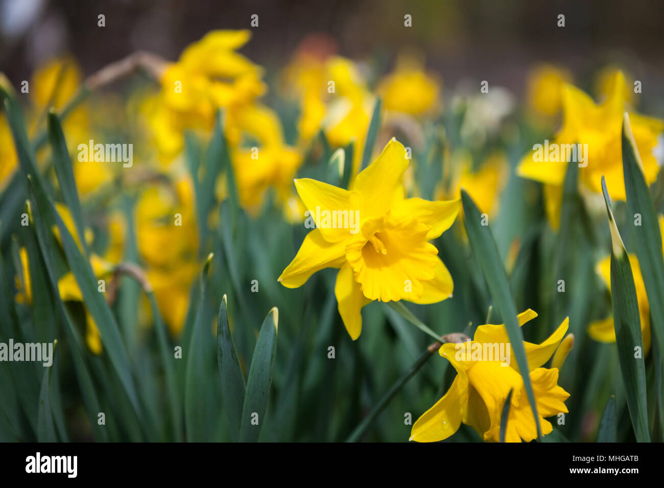Beautiful blooming spring flowers hi-res stock photography and images ...