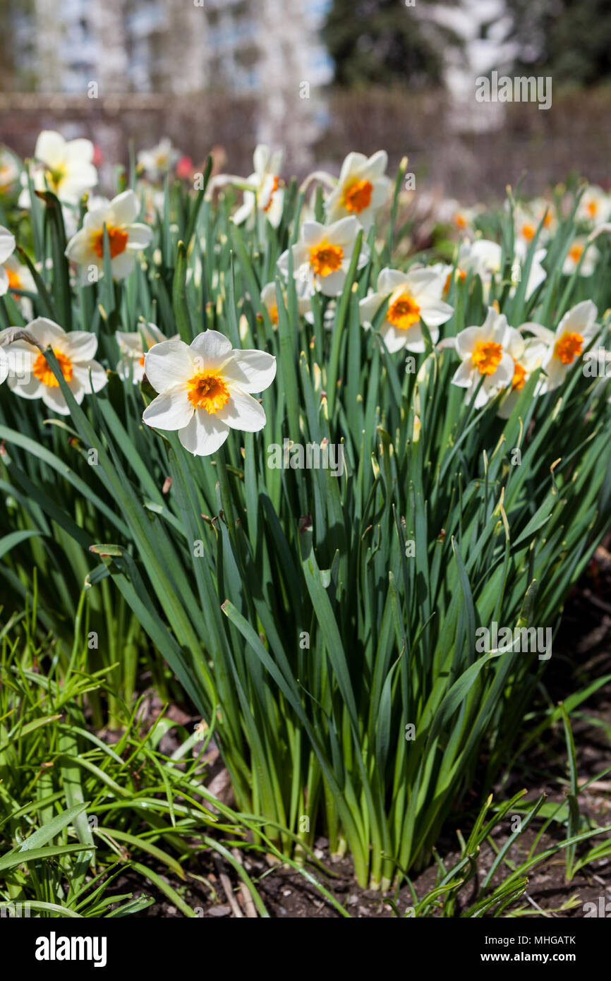 Beautiful blooming spring flowers hi-res stock photography and images ...