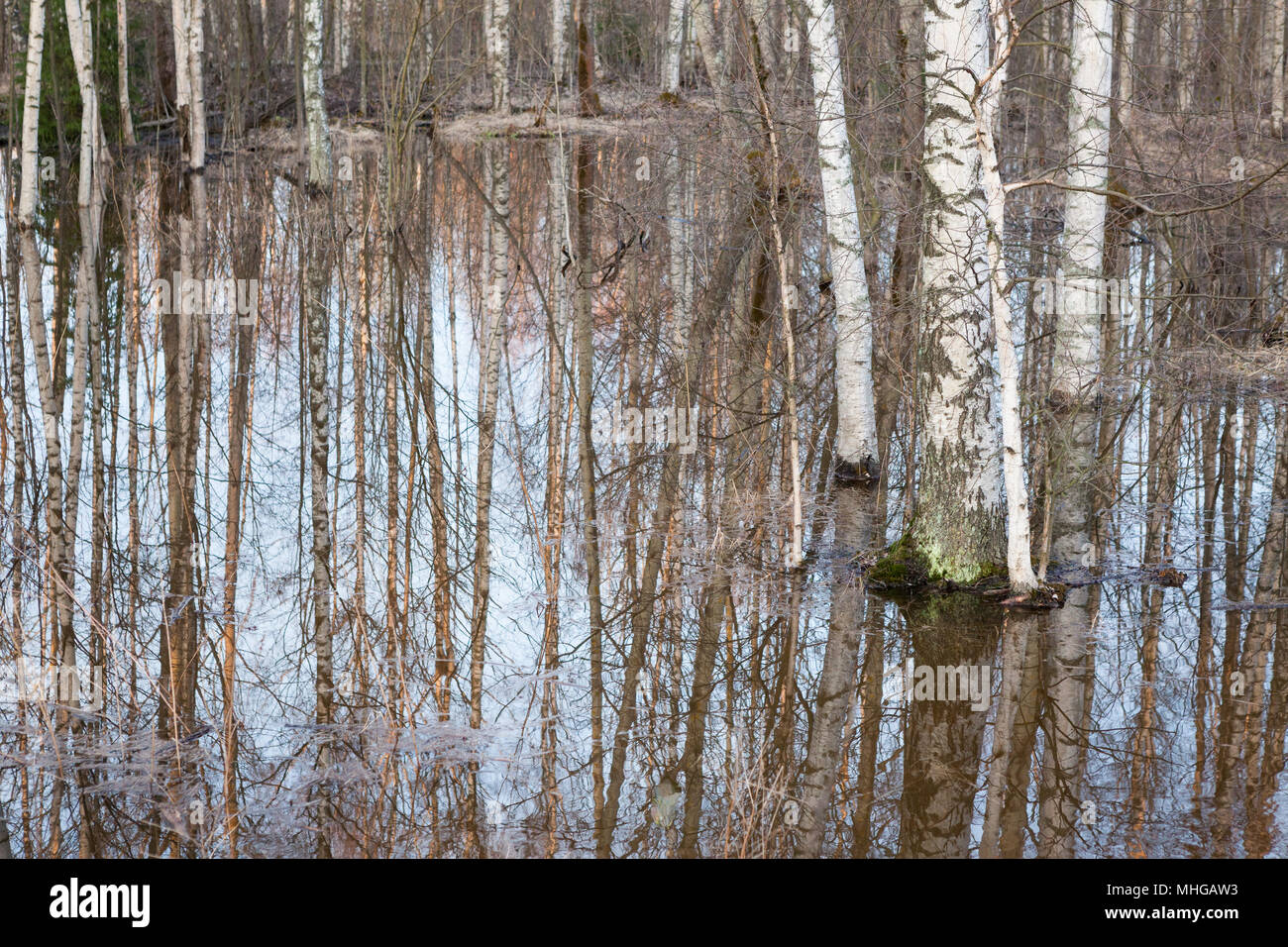 Birch thicket hi-res stock photography and images - Alamy
