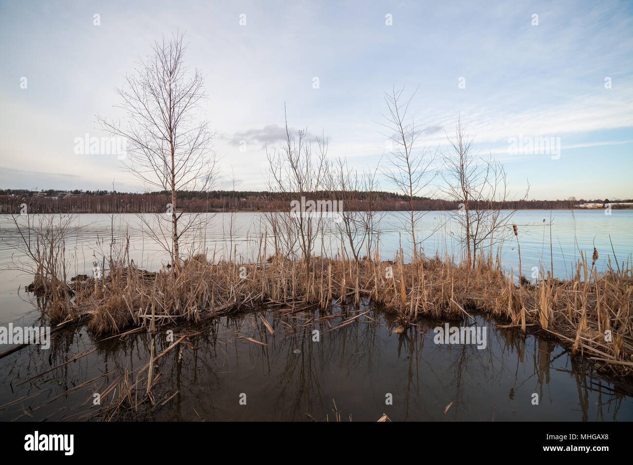 Trees on lakeside Stock Photo - Alamy