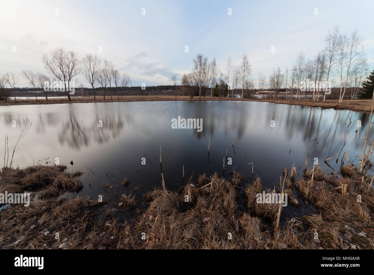 Trees on lakeside Stock Photo - Alamy