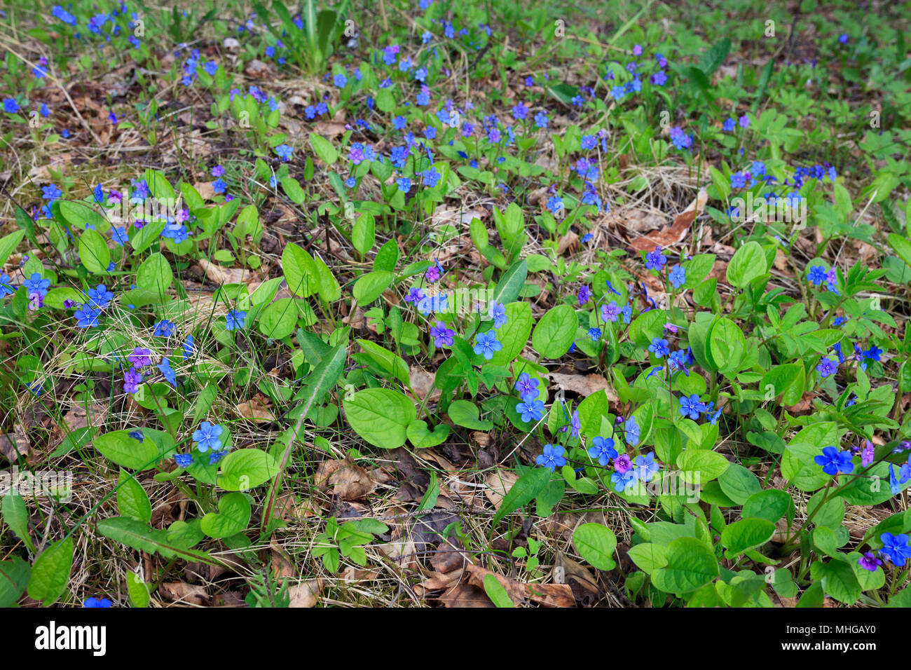 Spring flowers at forest Stock Photo - Alamy