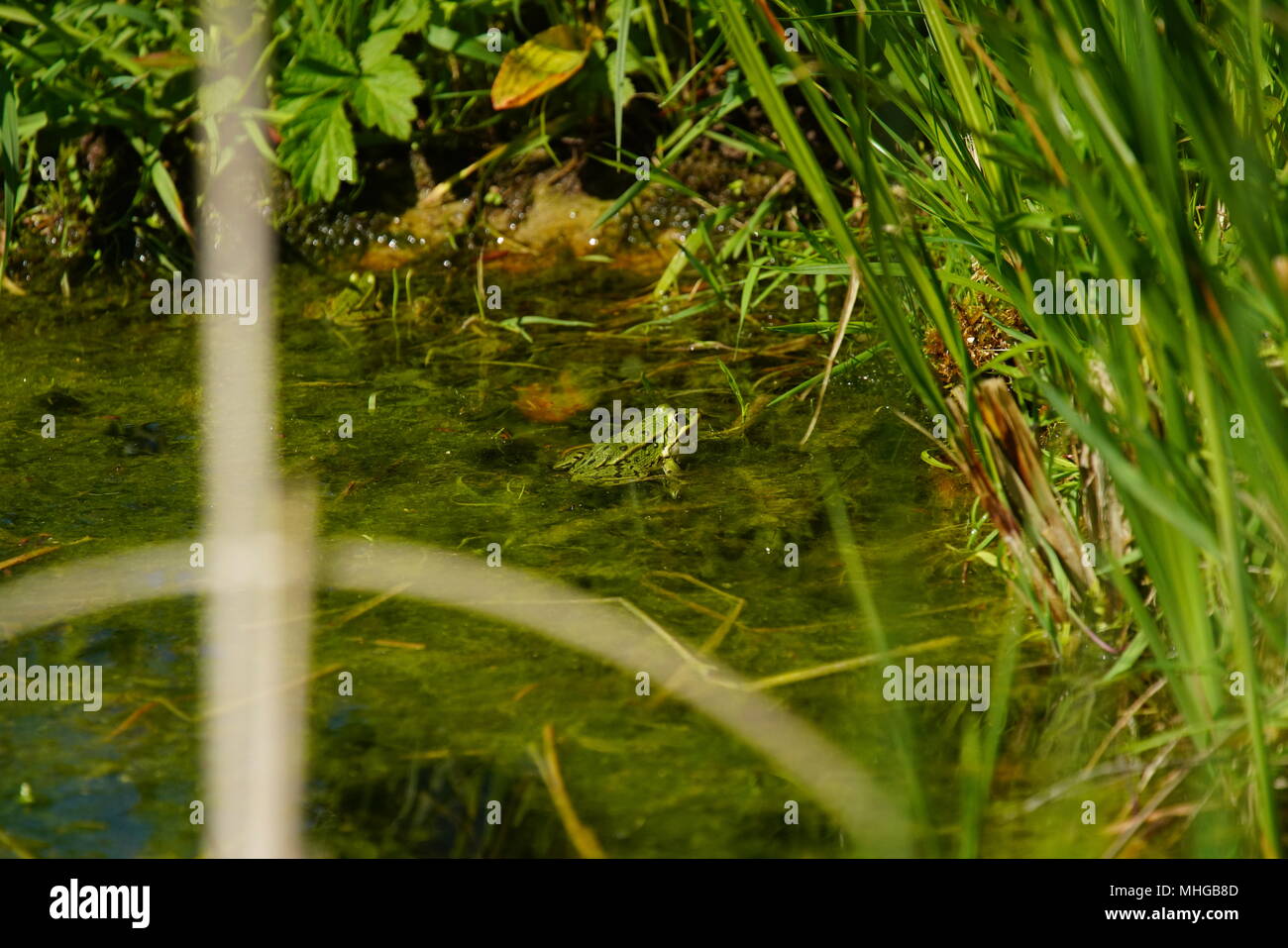 Edible frog (Pelophylax kl. esculentus), Lange Erlen, Riehen, Basel ...