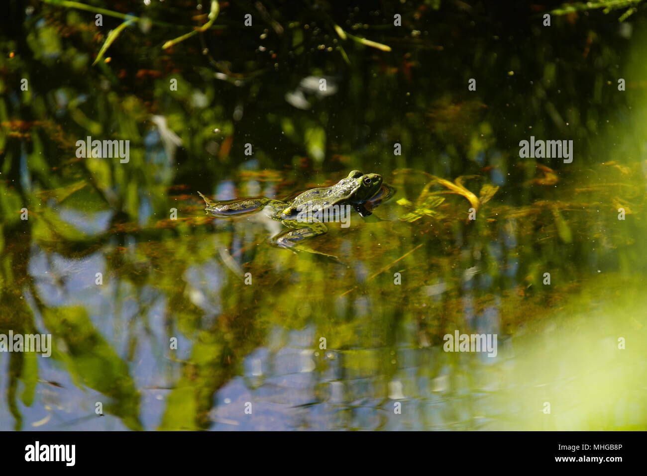 Edible frog (Pelophylax kl. esculentus), Lange Erlen, Riehen, Basel ...