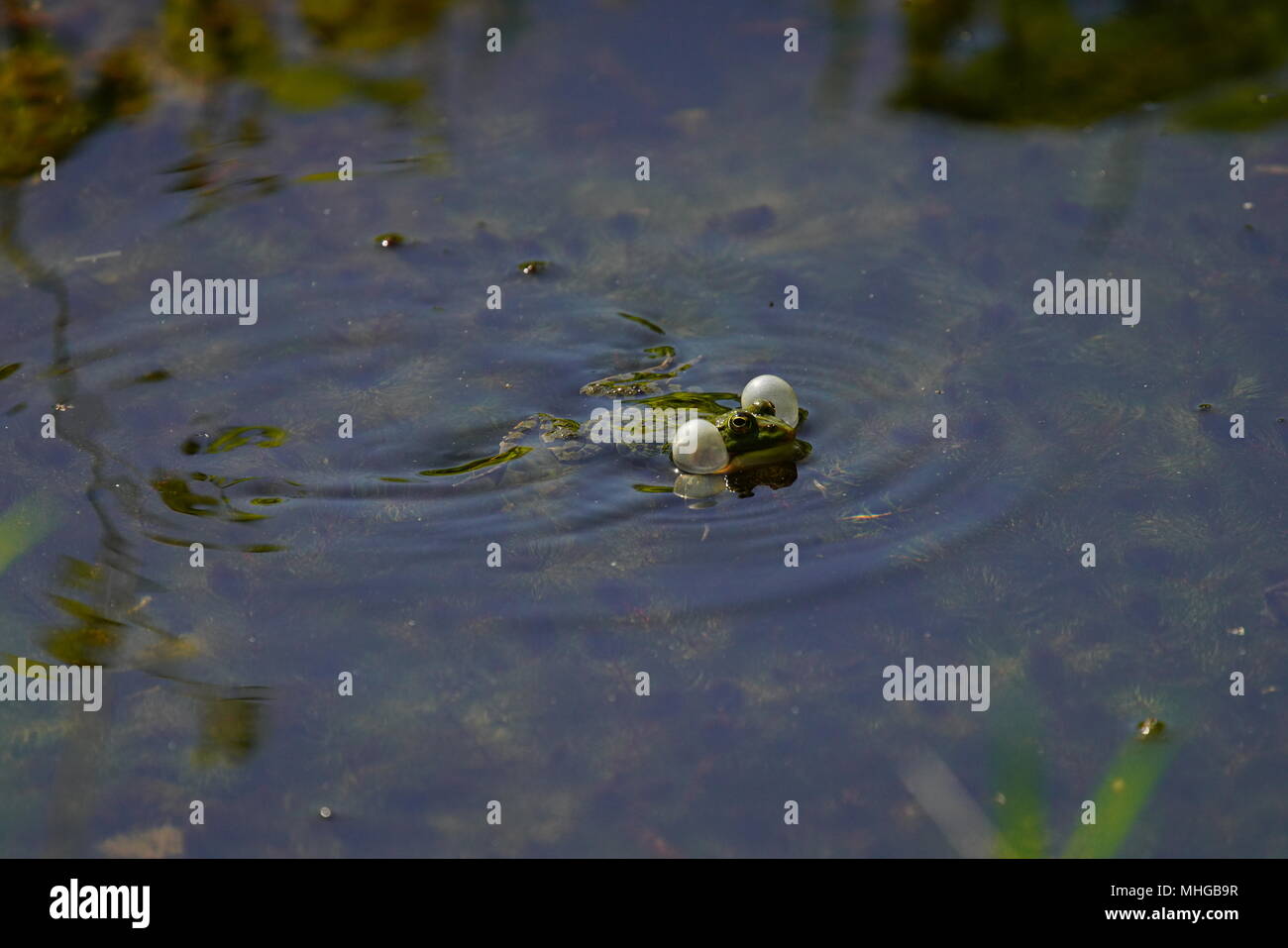 Edible frog (Pelophylax kl. esculentus), Lange Erlen, Riehen, Basel ...