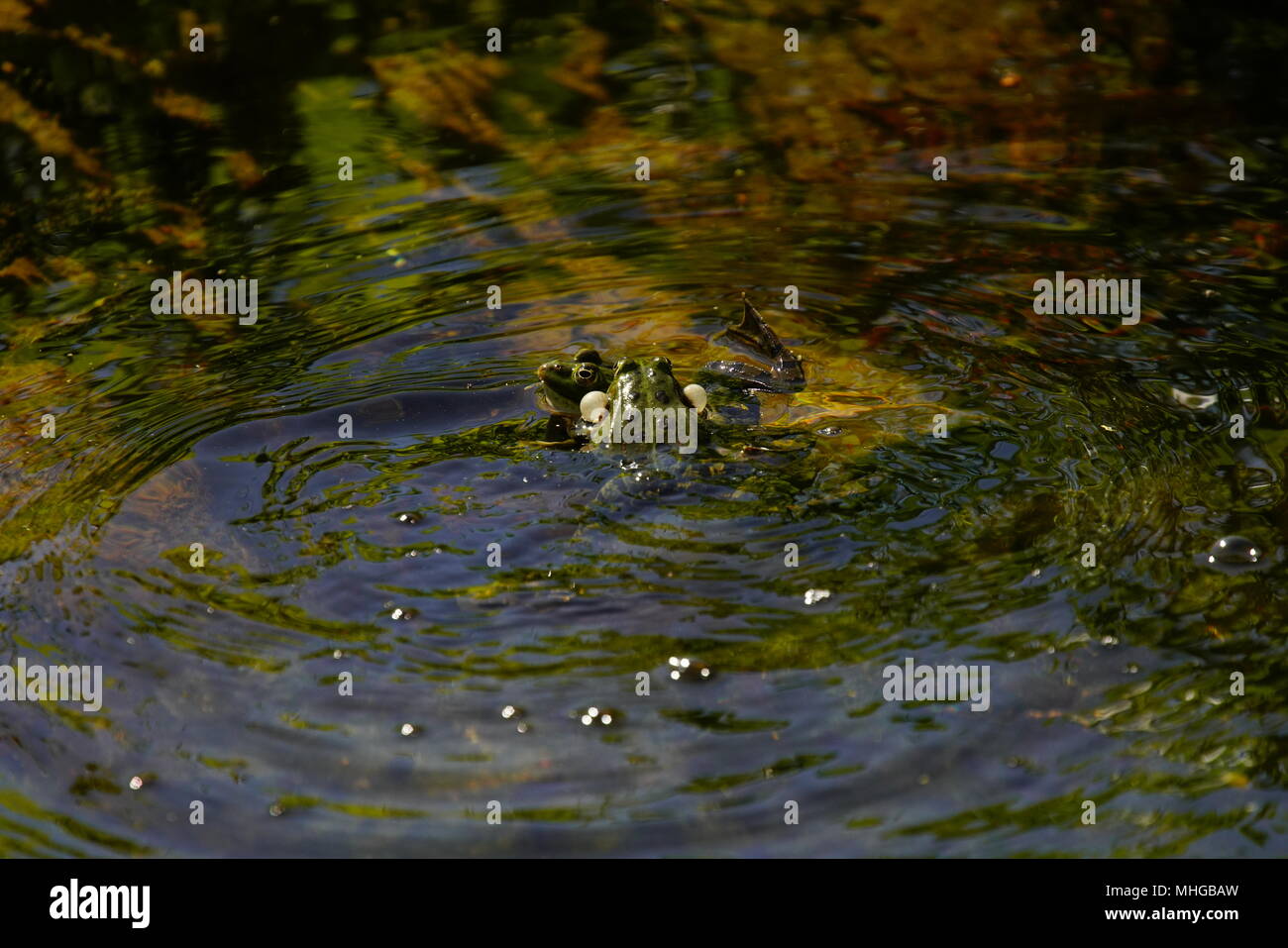 Edible frog (Pelophylax kl. esculentus), Lange Erlen, Riehen, Basel ...