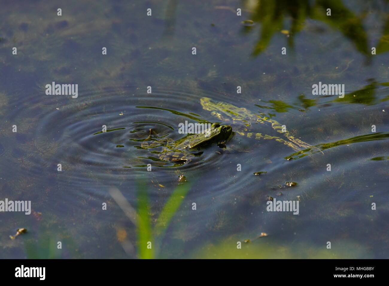 Edible frog (Pelophylax kl. esculentus), Lange Erlen, Riehen, Basel ...