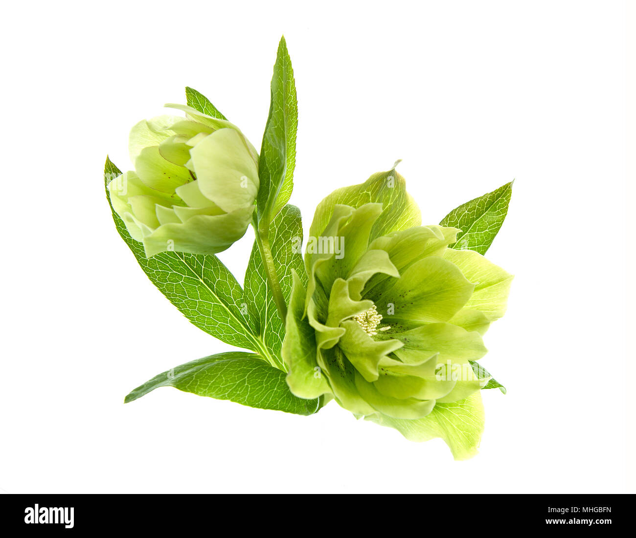 Spring flowers hellebore lenten hi-res stock photography and images - Alamy
