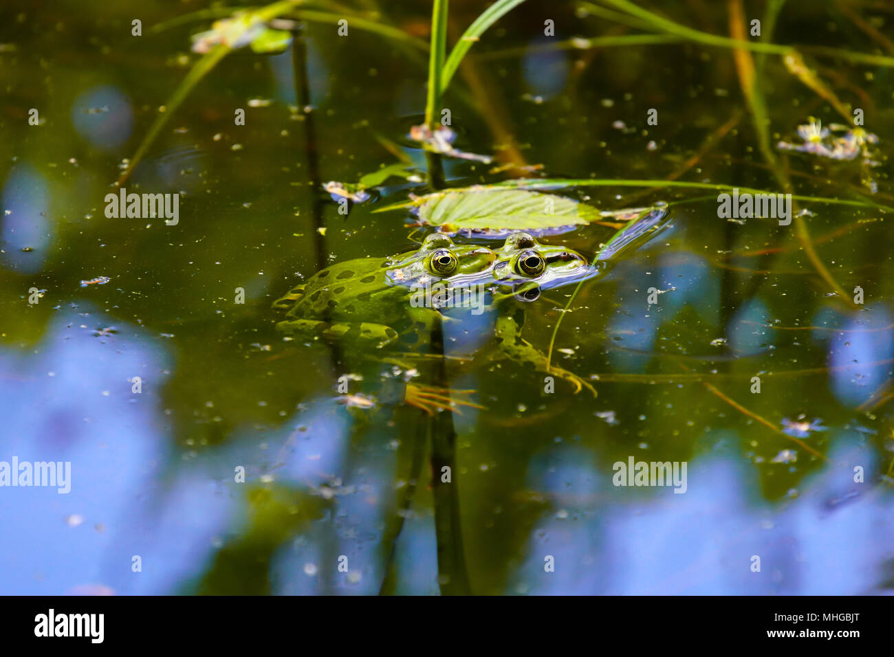 Edible frog (Pelophylax kl. esculentus), Lange Erlen, Riehen, Basel ...